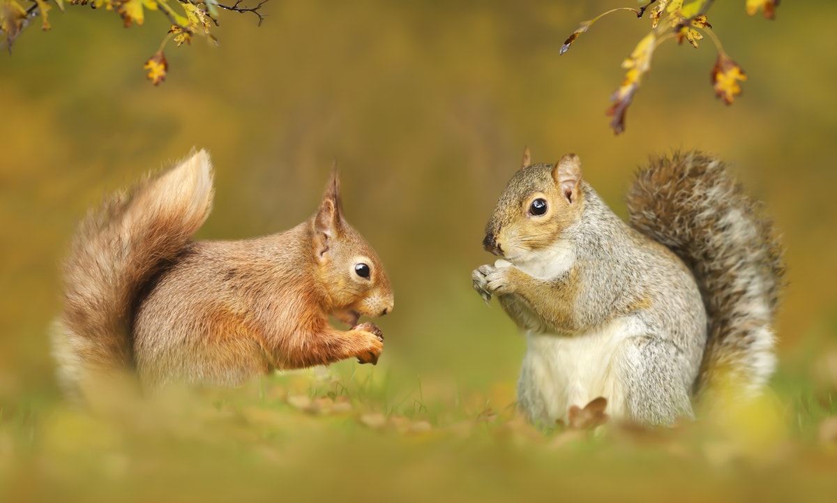 8 red squirrel facts - why are they endangered and more