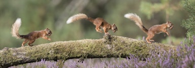 8 red squirrel facts - why are they endangered and more