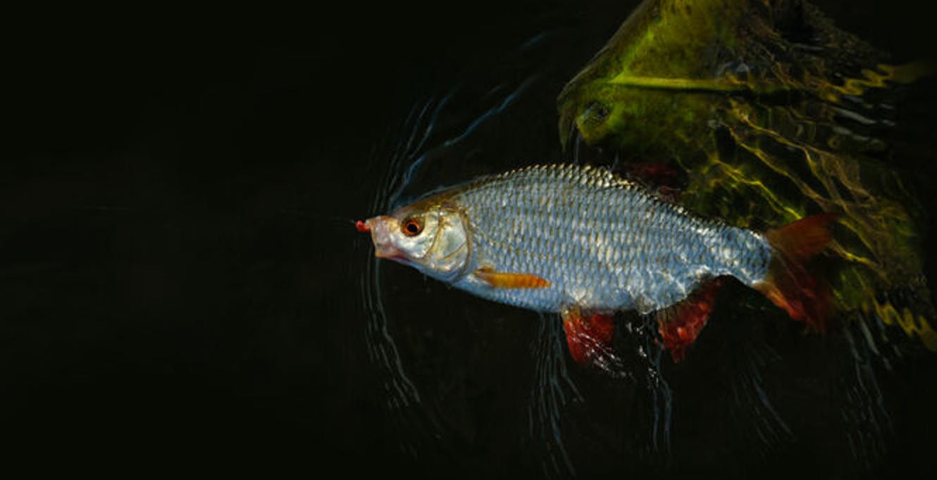 The Best Hooks For Silverfish | Angling Times