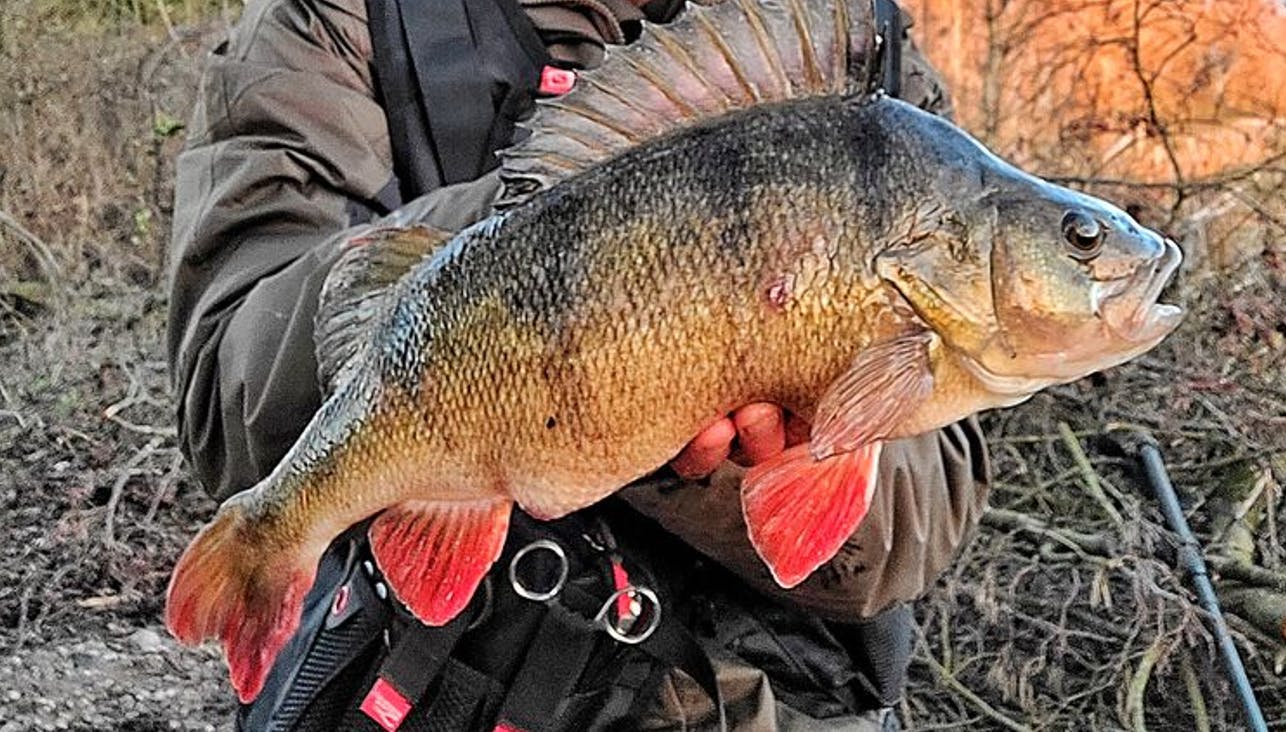 Short session success with enormous perch | Angling Times