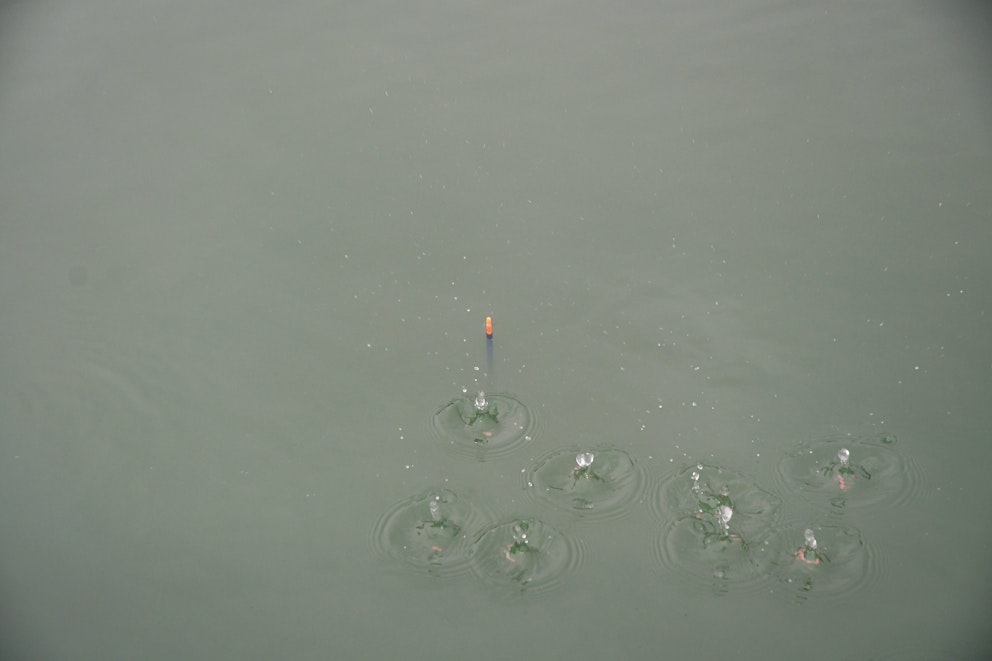 How to fish the waggler on commercials | Angling Times