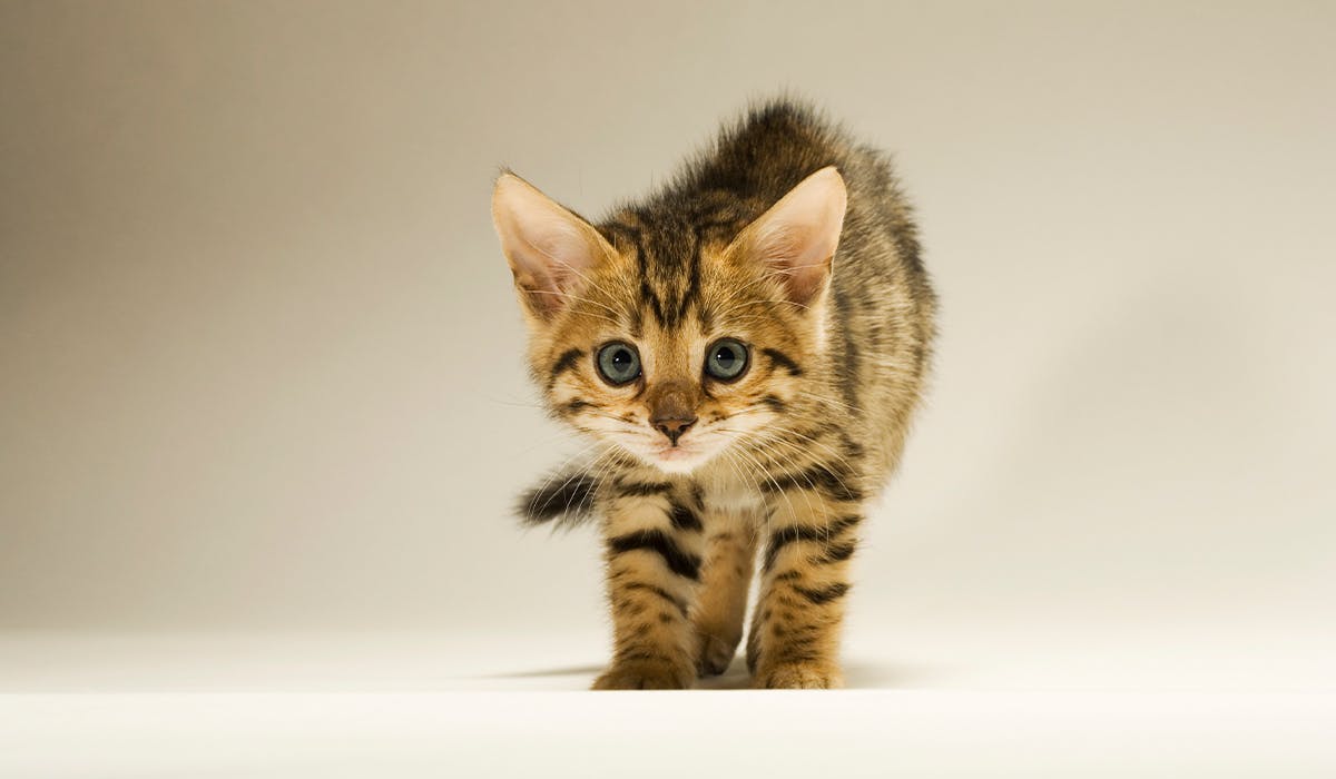 Cat anxiety: understanding your stressed feline | Life | Yours