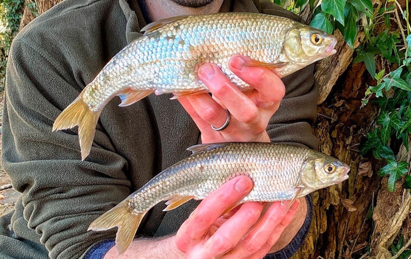 River record dace! | Angling Times