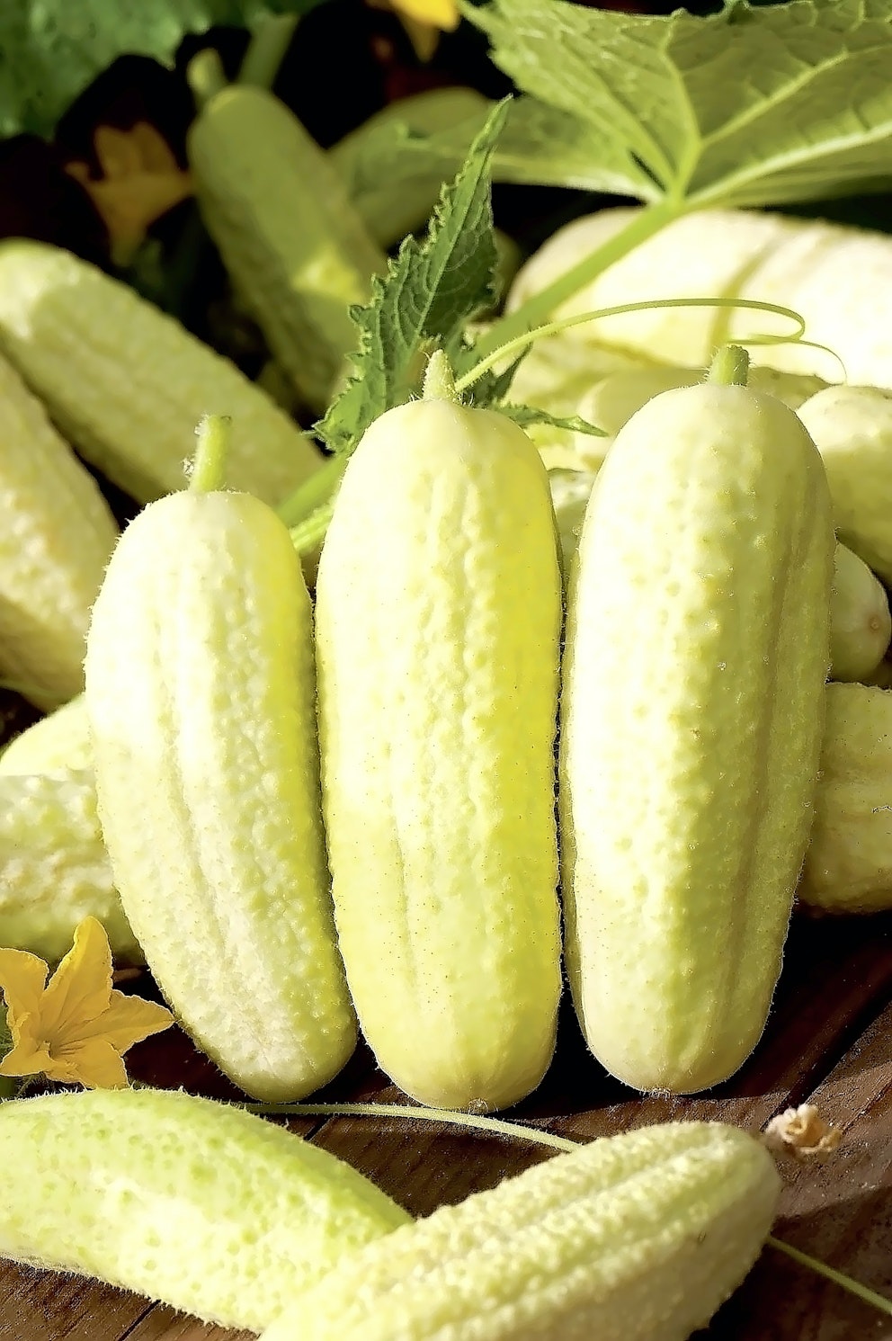 Try these cucumbers for great crops | %%channel_name%%