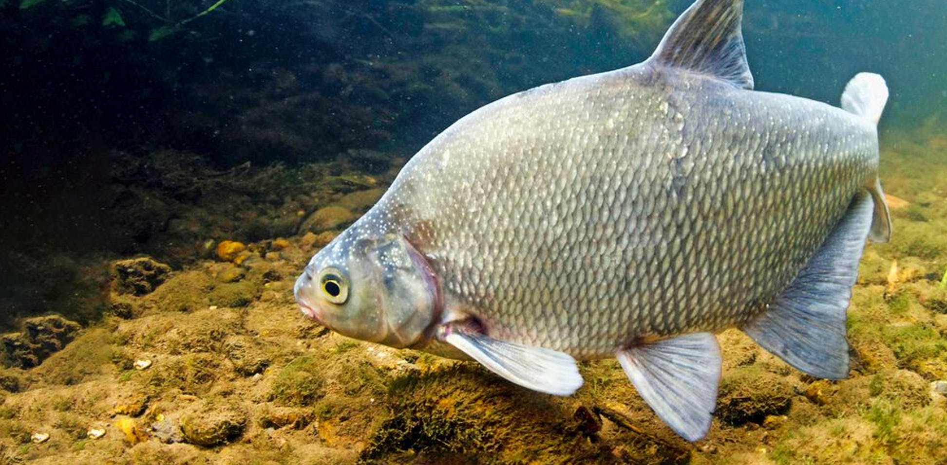 How to catch commercial bream | Angling Times
