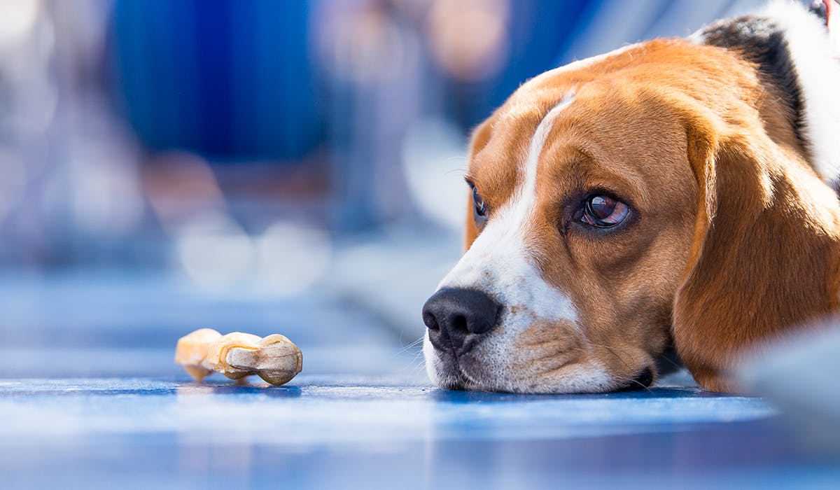 What is a dog calming plug-in, and do they really work?