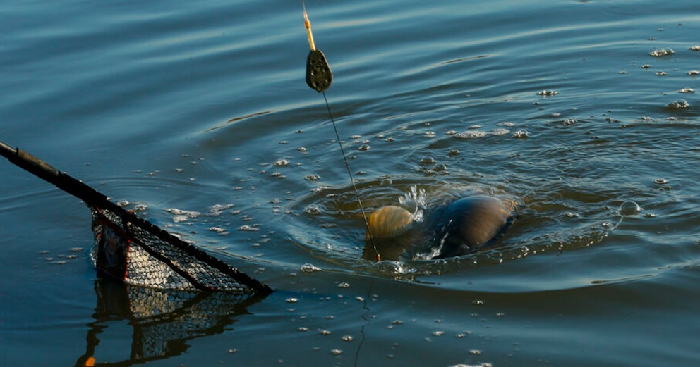 Inline vs. Elasticated Feeders: Which One Should You Use?