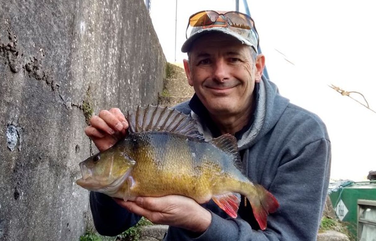Three perch over 4lb in ‘crazy’ week | Angling Times