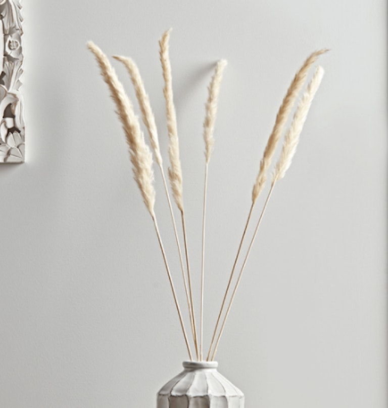Best Pampas Grass Guide