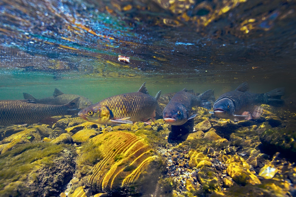 Why the UK is in a big-chub boom! | Angling Times