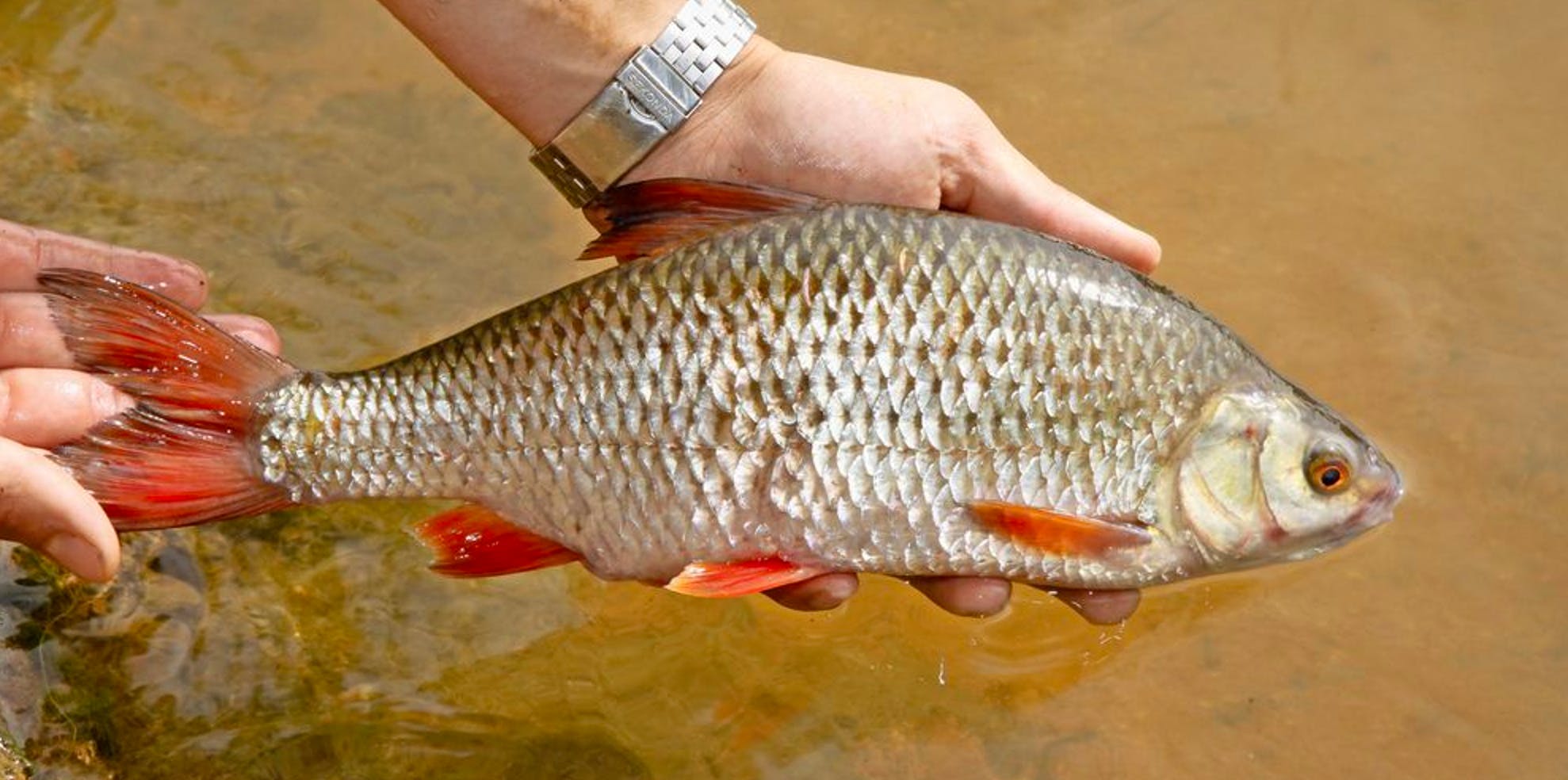 How to Catch Specimen Stillwater Roach | Angling Times