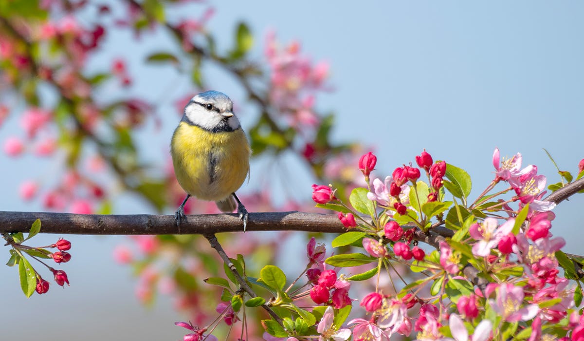 Popular British birds you’ll likely find in your garden! | Leisure | Yours