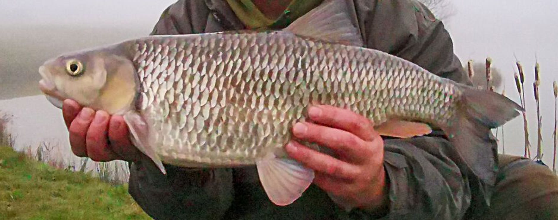 7lb-plus Carp Lake Chub! | Angling Times