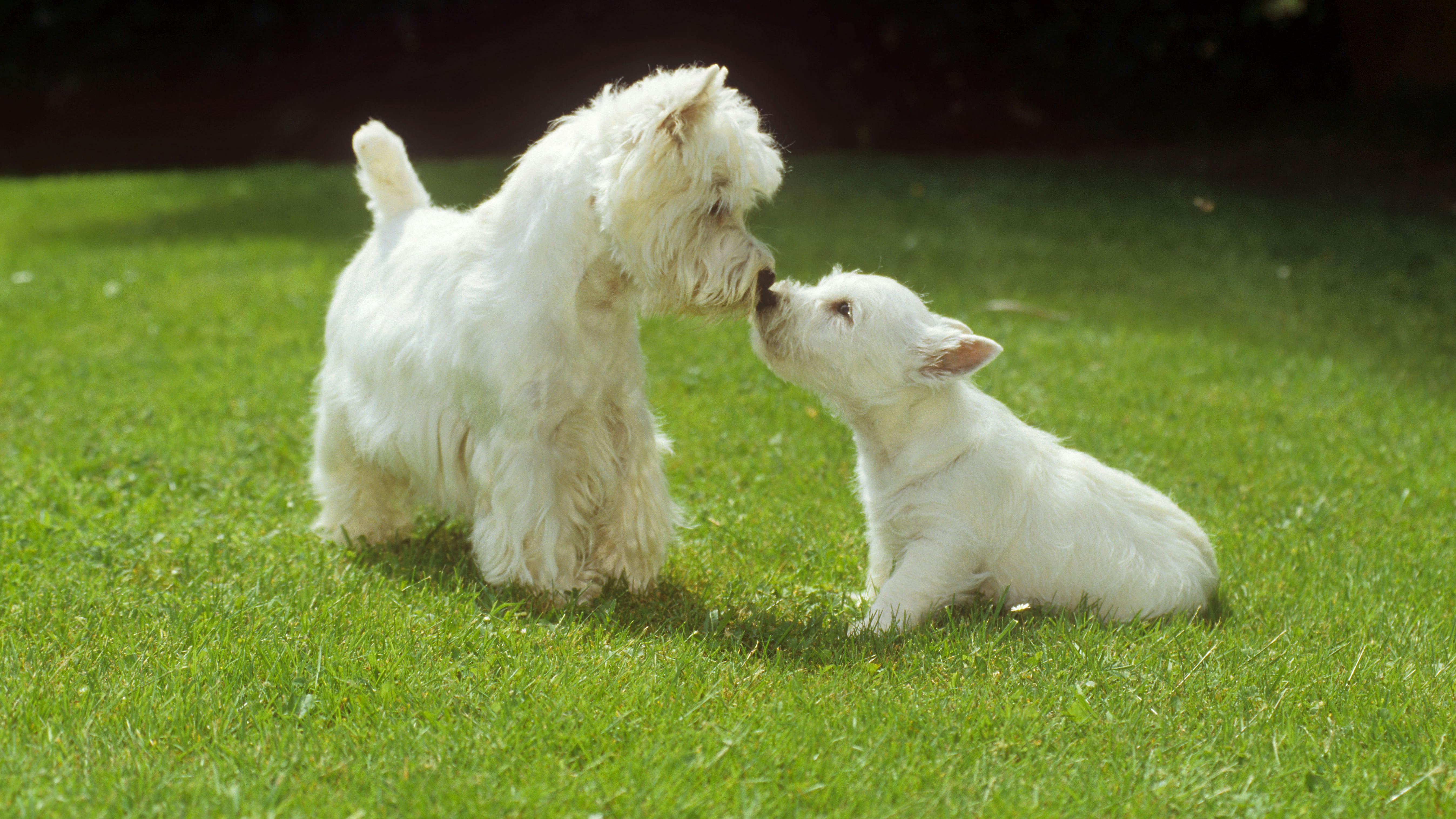 Join the Pets as Therapy Dog Show | Life | Yours