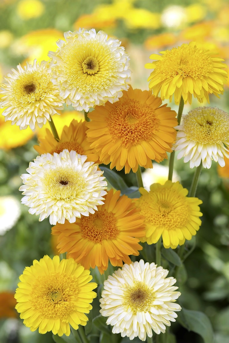 Grow colourful calendula | %%channel_name%%
