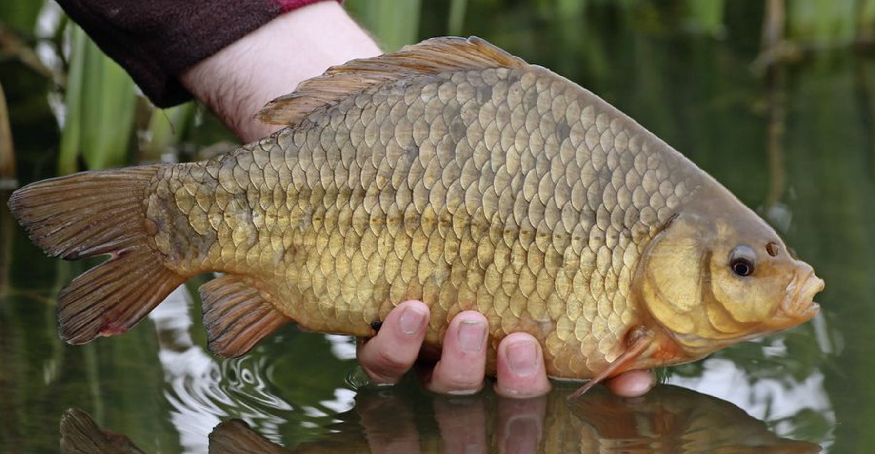 Crucian Carp Float Fishing Rig | Angling Times