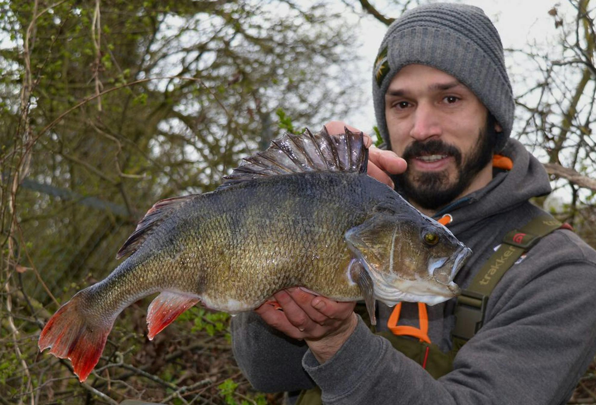 Huge perch landed from 100-acre pit | Angling Times
