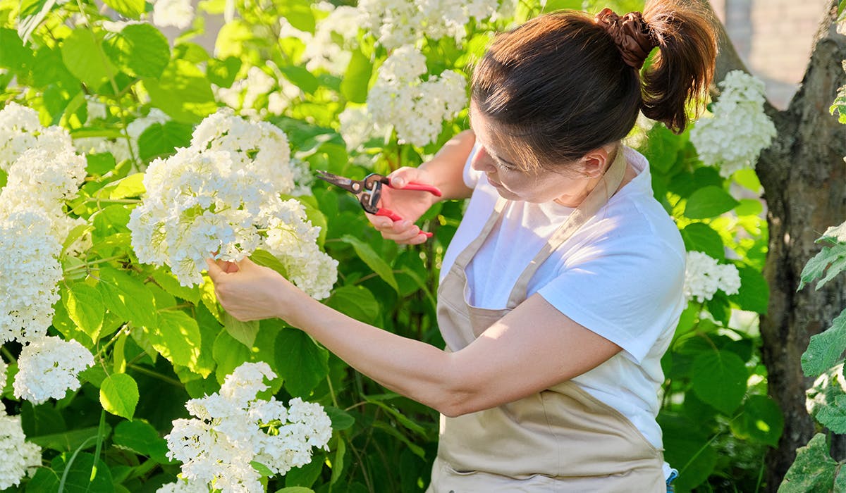 Top tips on pruning hydrangea’s this spring | Life | Yours