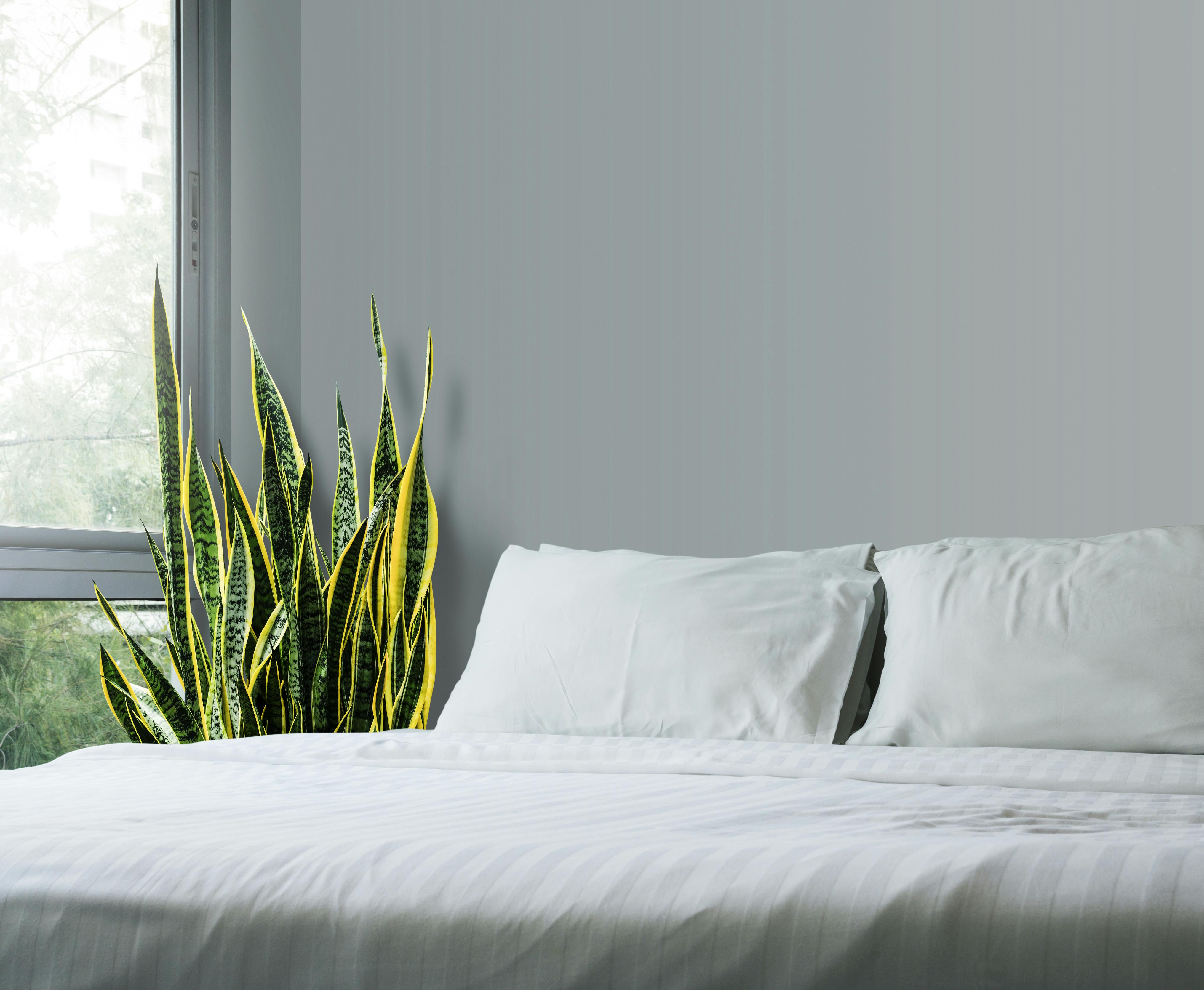 What are the best houseplants for cold rooms?