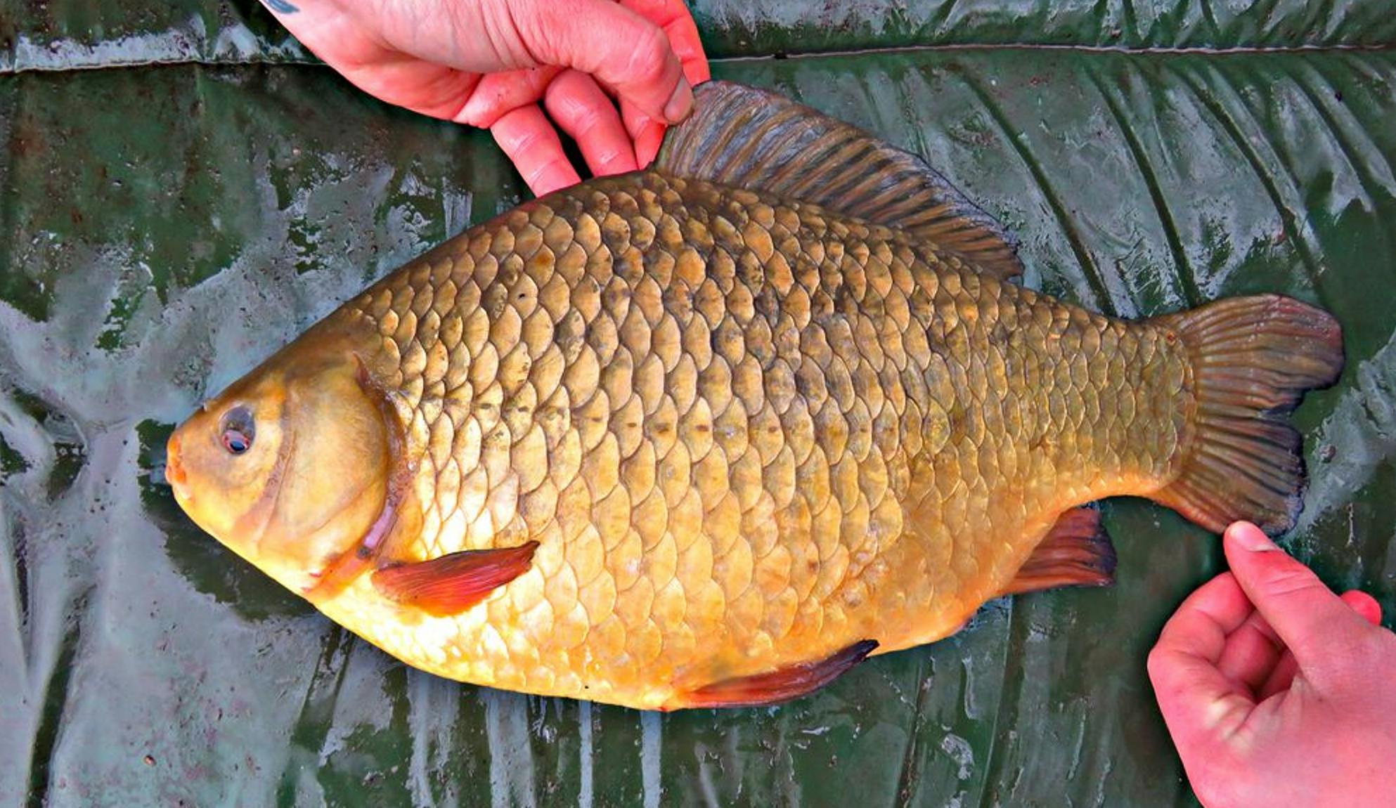 British Crucian Record Smashed! | Angling Times