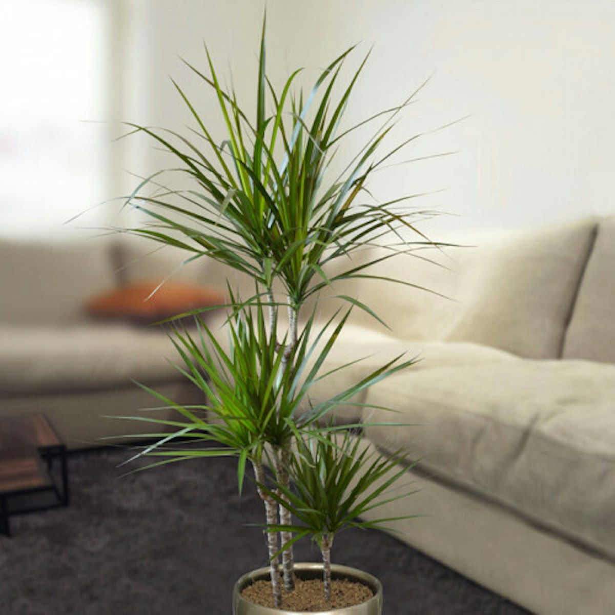 What are the best houseplants for cold rooms?