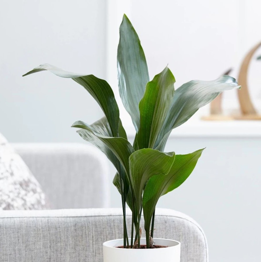 What are the best houseplants for cold rooms?