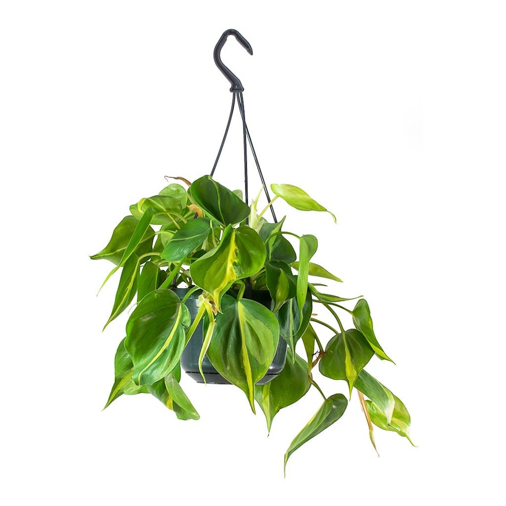 What are the best houseplants for cold rooms?