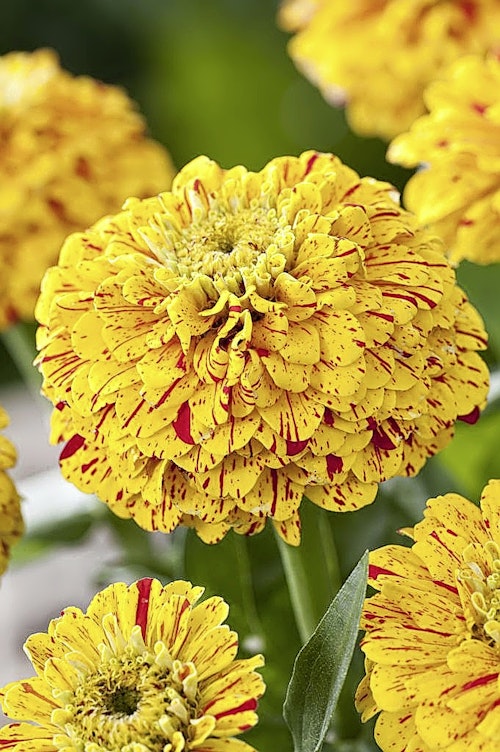 Grow zinnias for added zest | Garden News