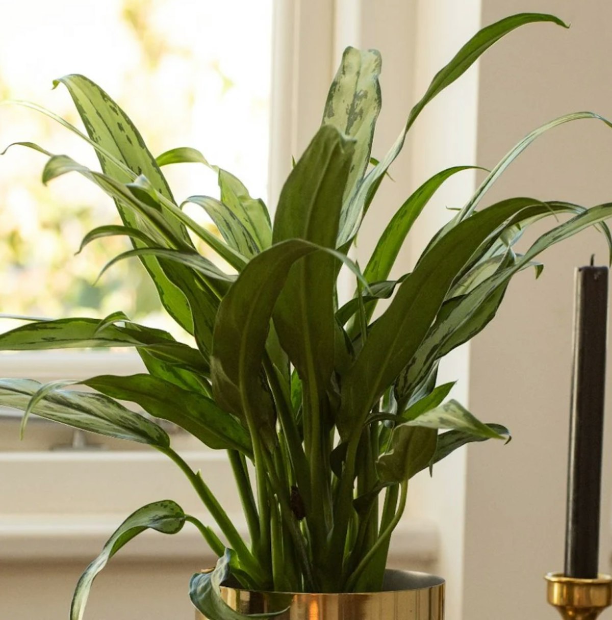 What are the best houseplants for cold rooms?