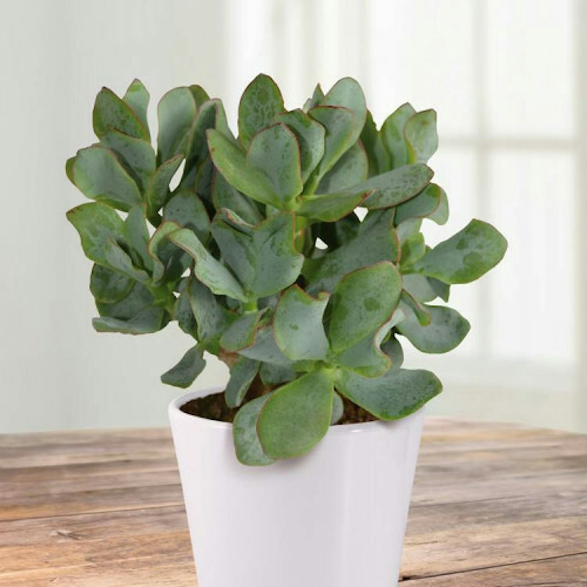 What are the best houseplants for cold rooms?