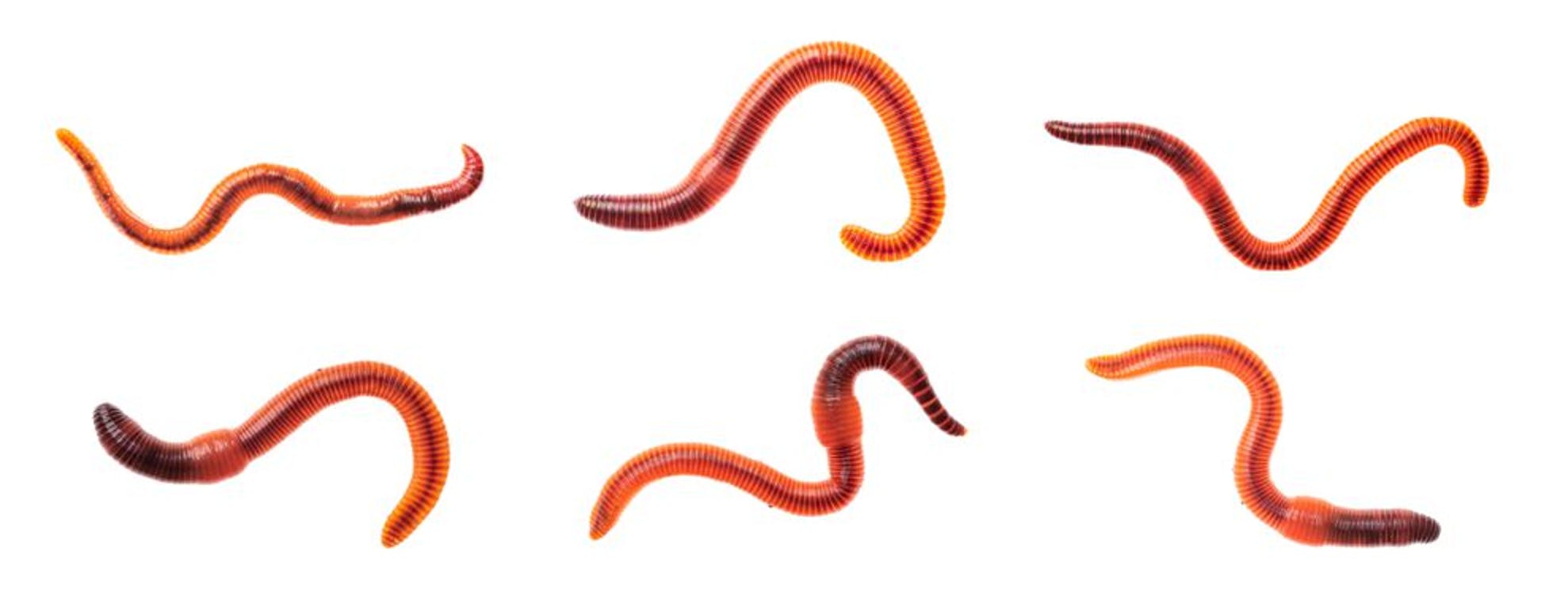 Screen Shot 2021-05-07 at 15.02.19.png?format=jpg&quality=80&width=960 ...