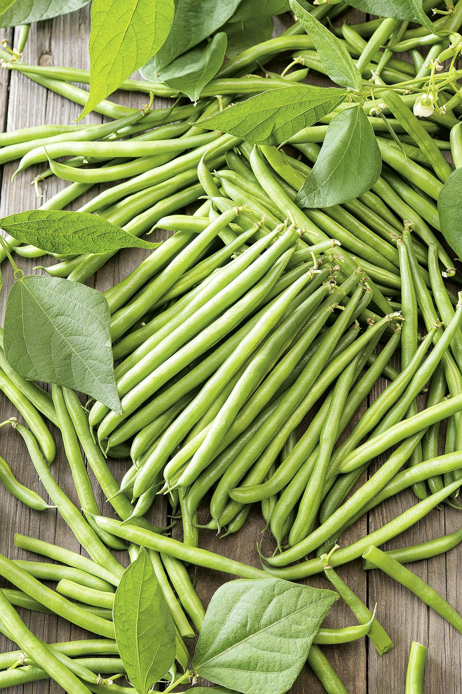 Get planting dwarf beans for different means | %%channel_name%%