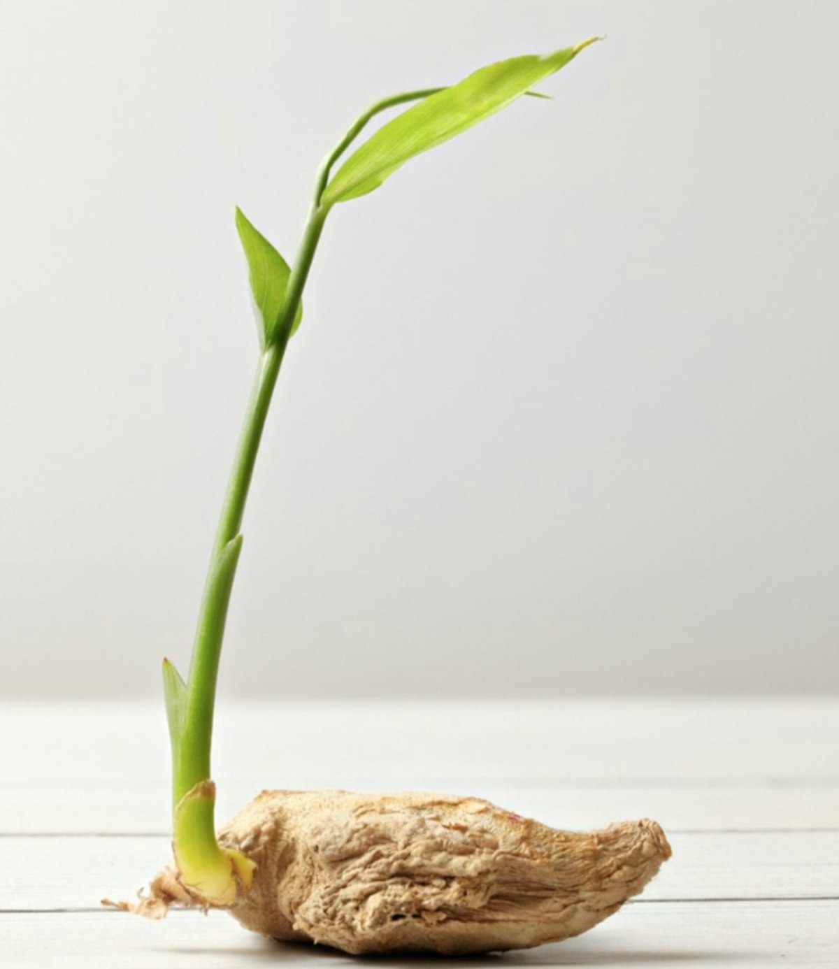 How to grow ginger in your garden