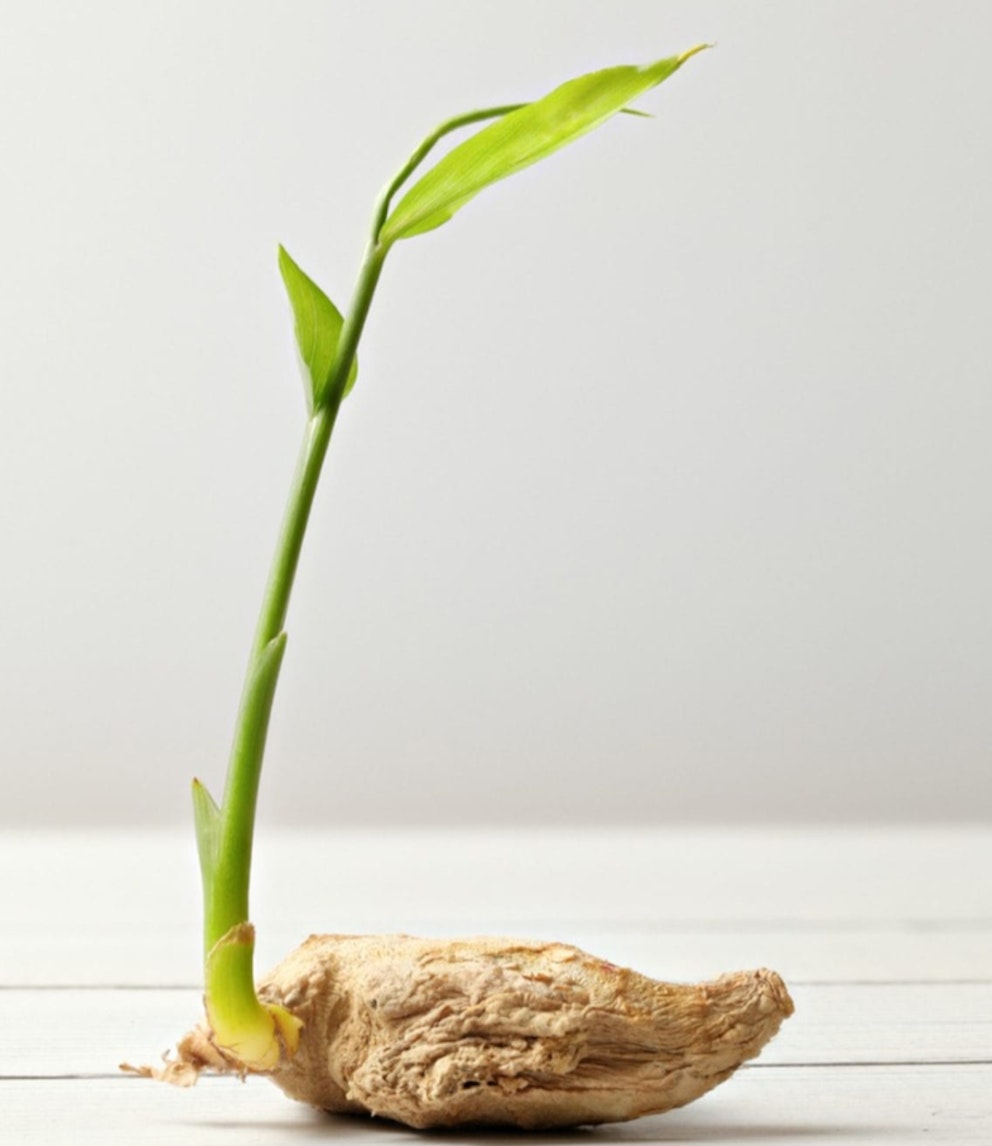 How to grow ginger in your garden