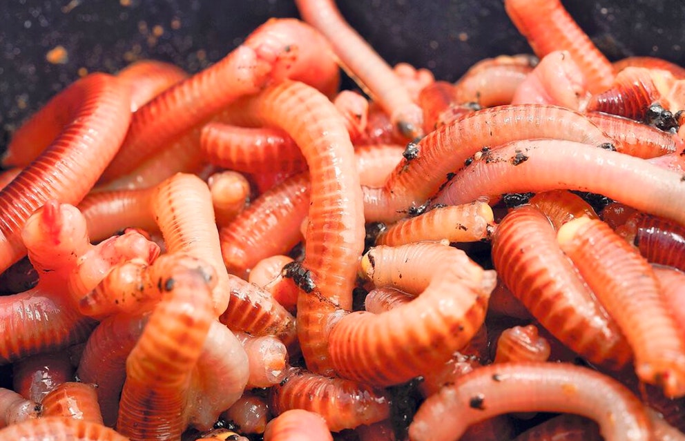 The best bream baits