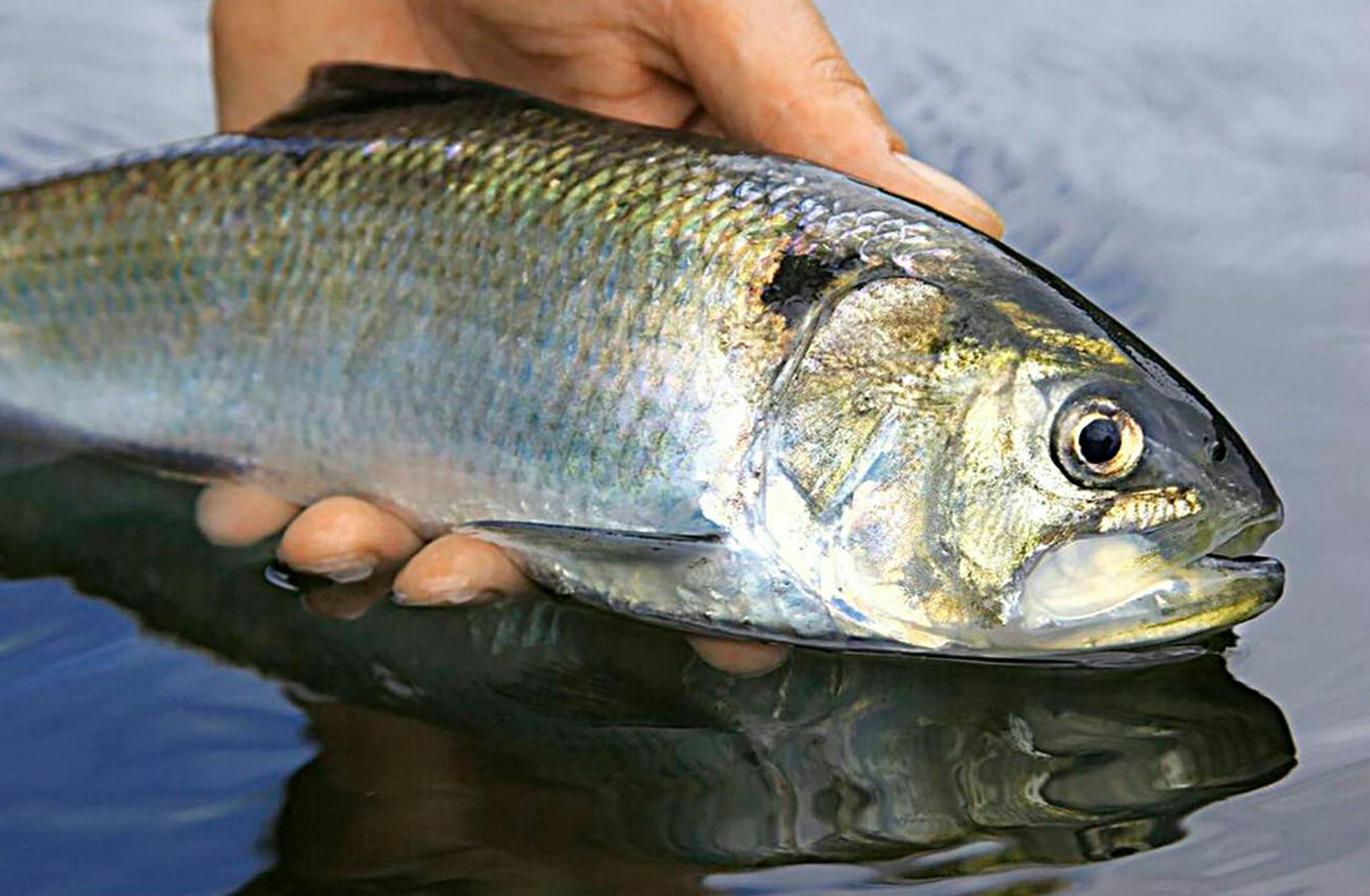 Twaite shad migrate up Severn for first time in 180 years | Angling Times