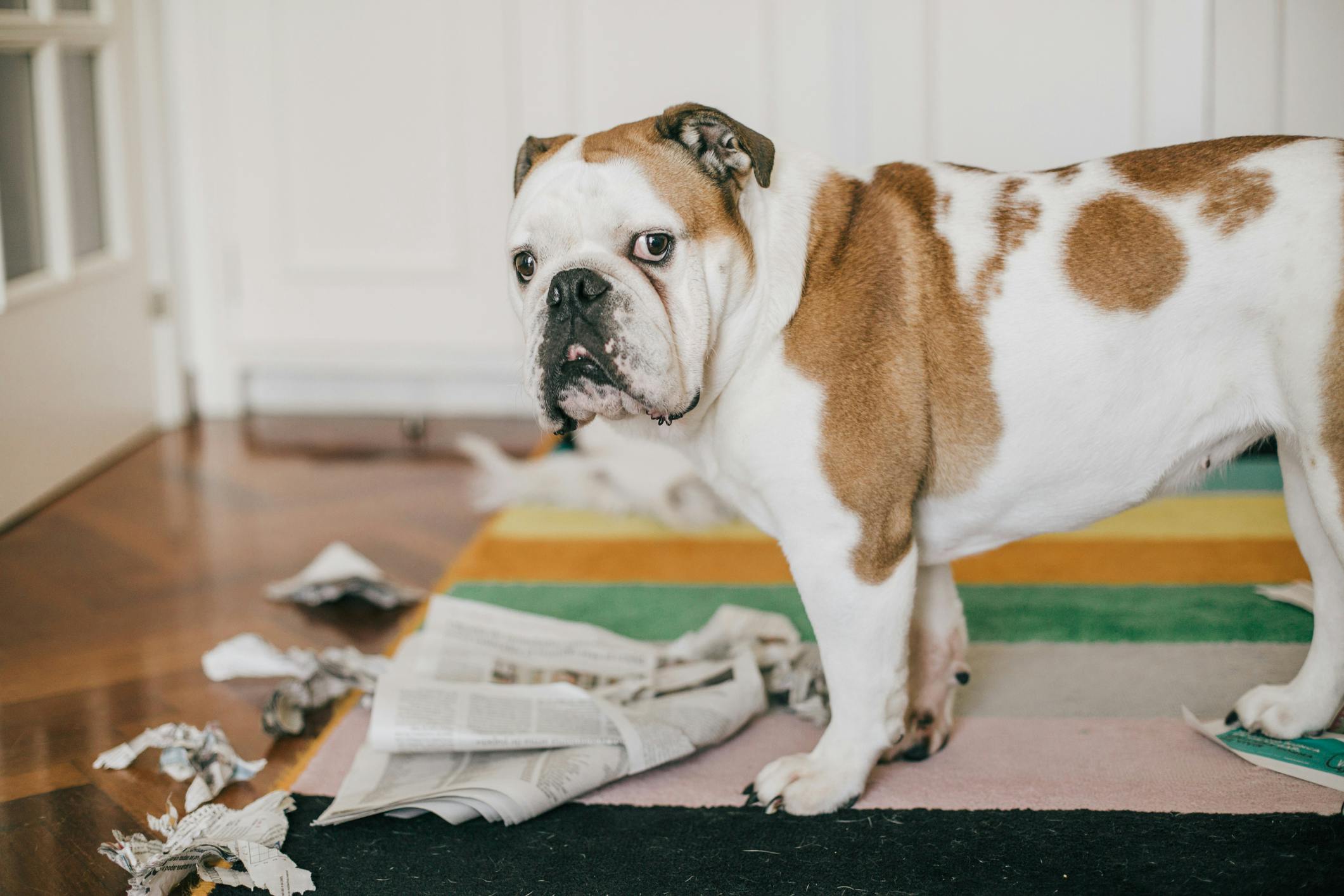 Pets | Take a Break