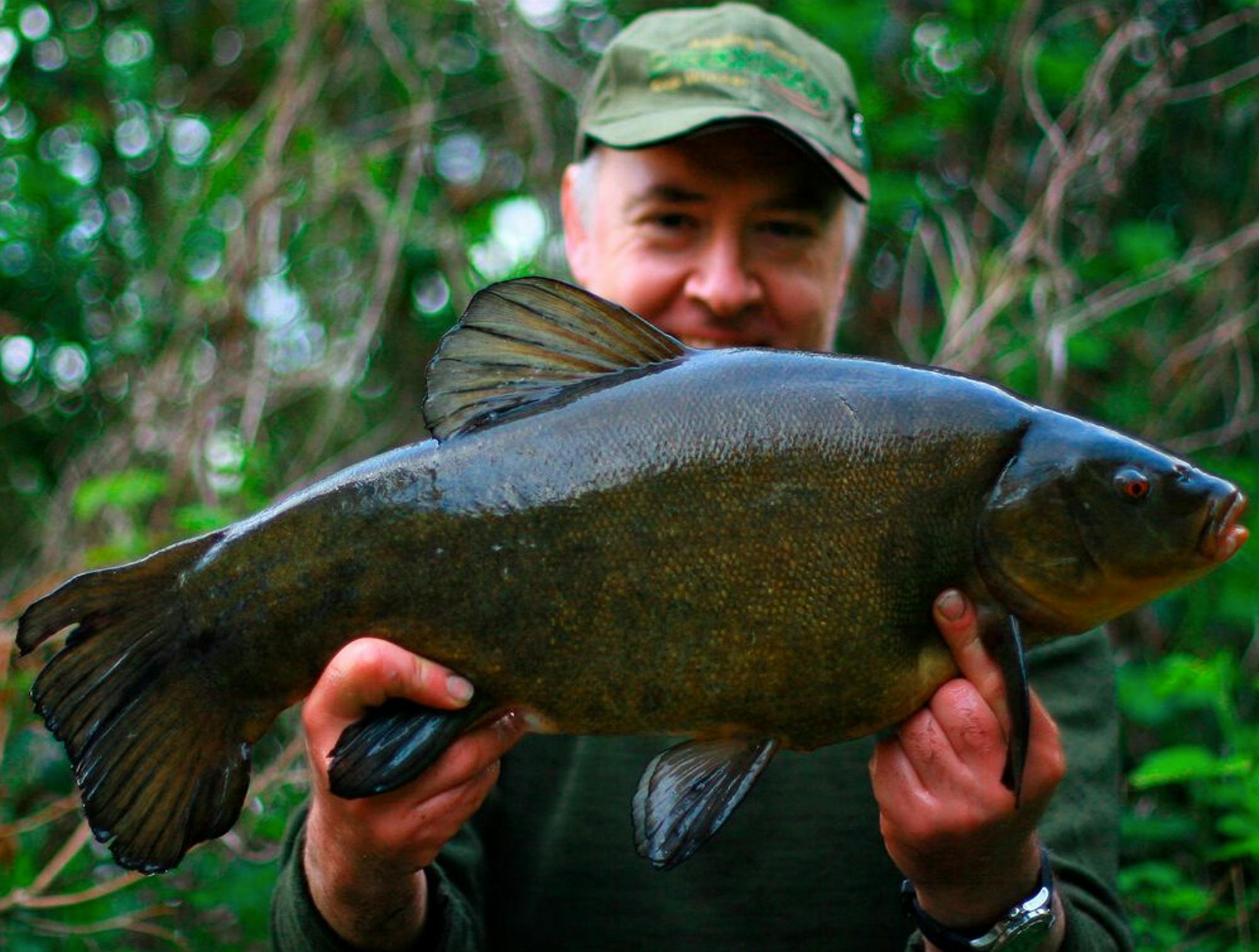 Five tench hit topped by 10lb 4oz stunner | Angling Times