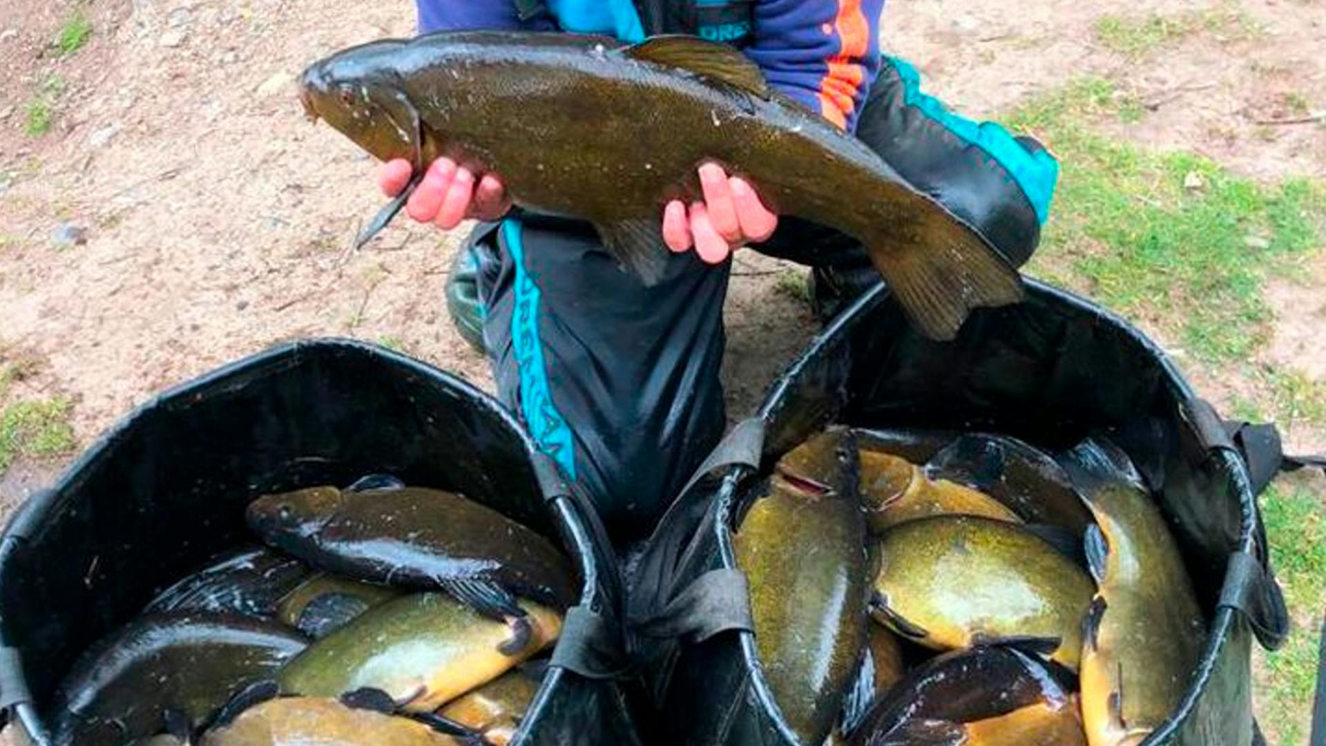100lb-plus haul of tench in just four and a half hours | Angling Times