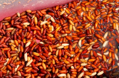 10 of the best tench fishing baits and tips | Paul Garner | Angling Times