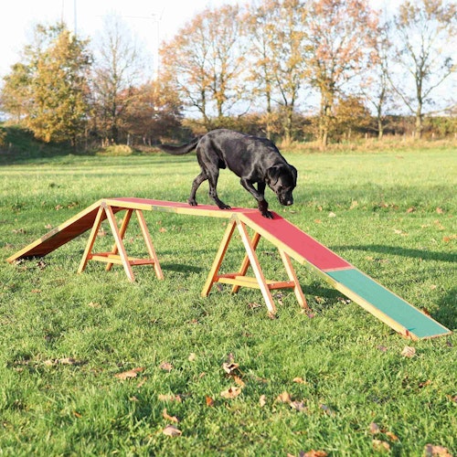 The best dog agility equipment for easy and active training | Home ...