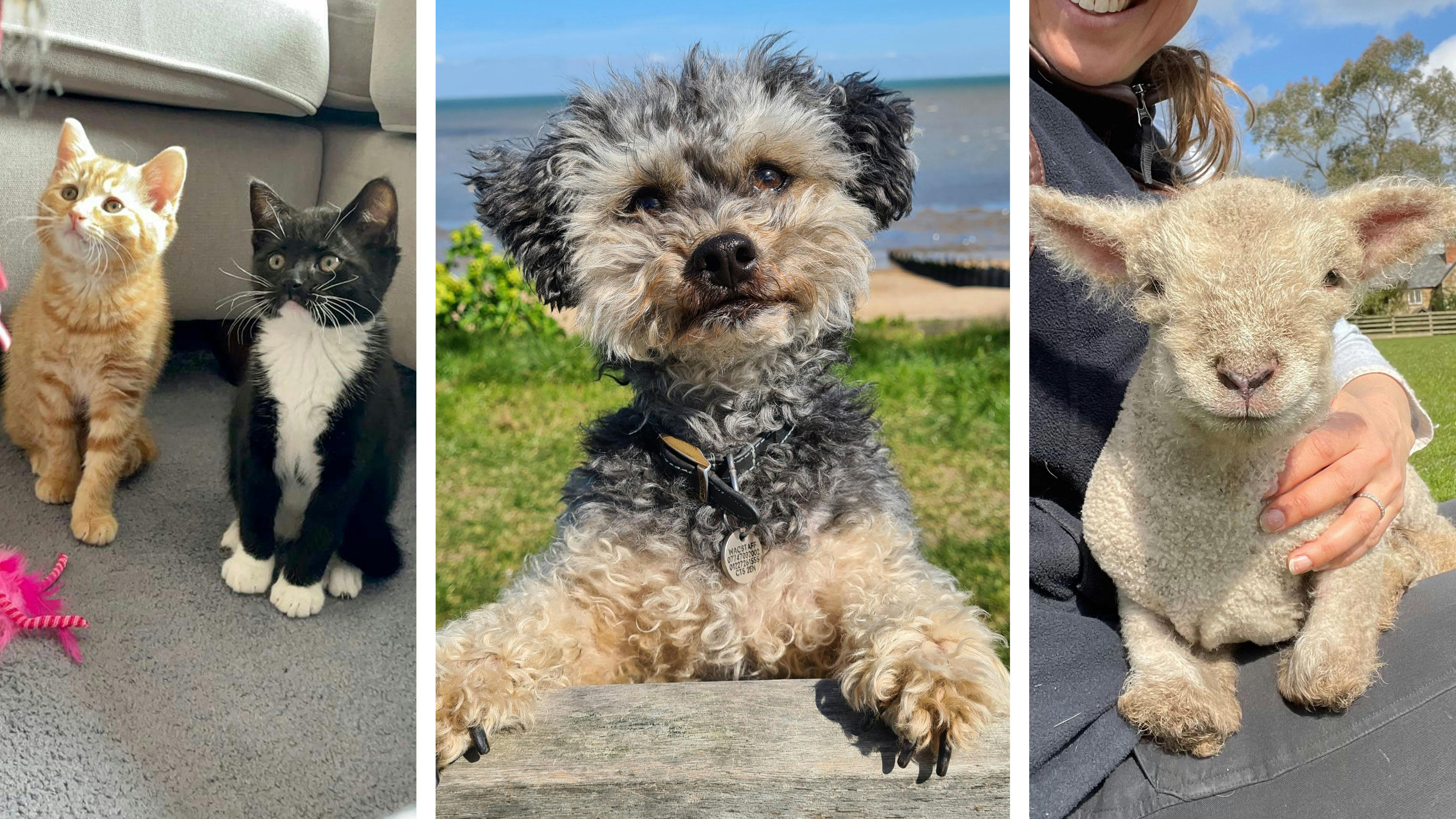 Our hero pet winner REVEALED | Closer