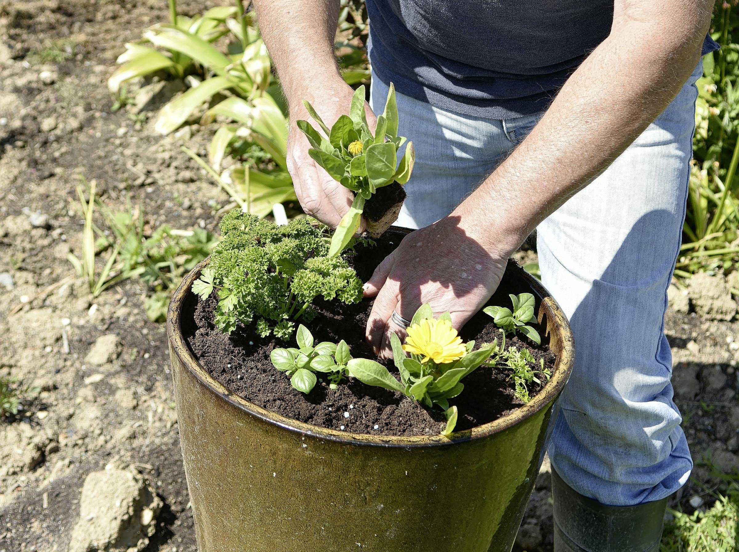 Plant a leafy herb pot | Garden News
