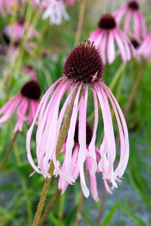 Echinaceas made easy! | Garden News