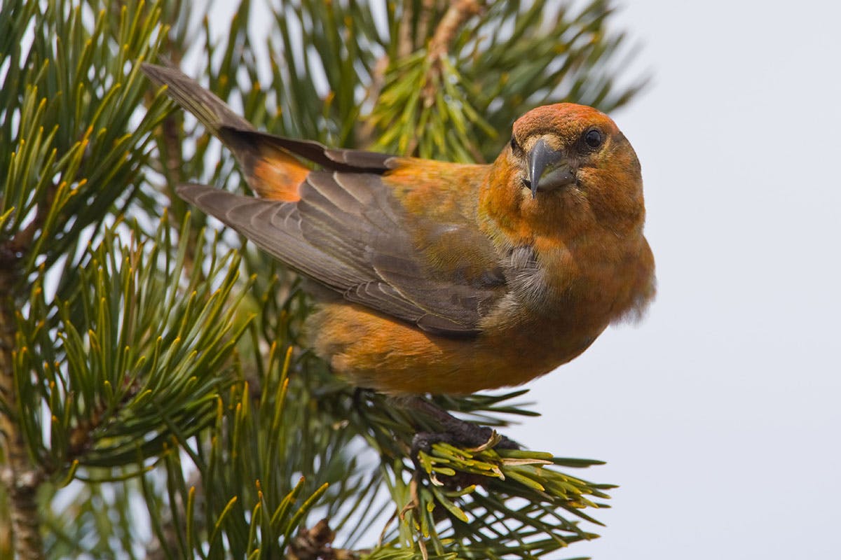 5 Birds to find in July | Features | Bird Watching