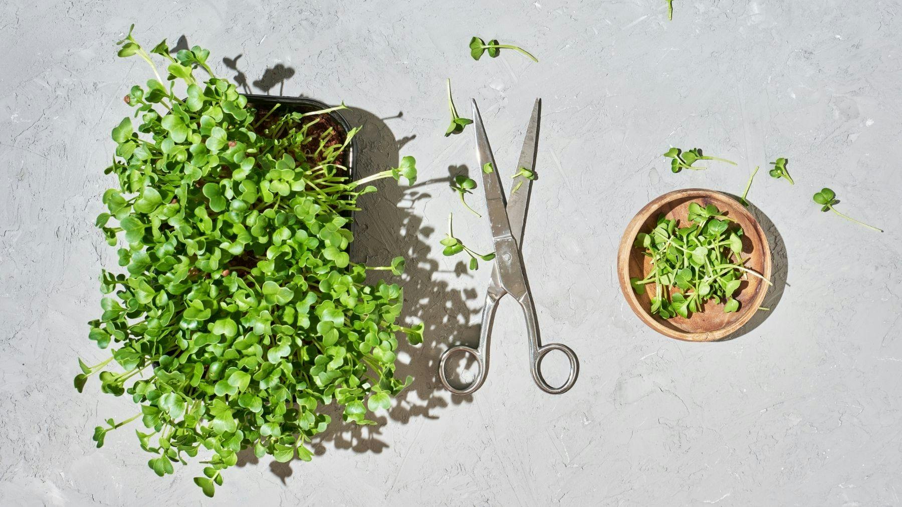 Microgreens - nutritious herbs you can grow easily indoors