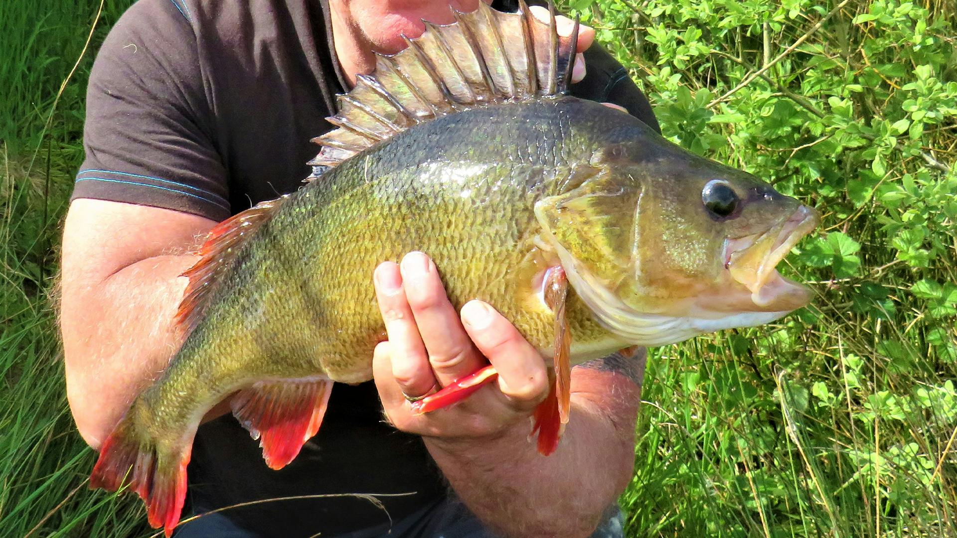 8lb 15oz gravel pit perch brace | Angling Times