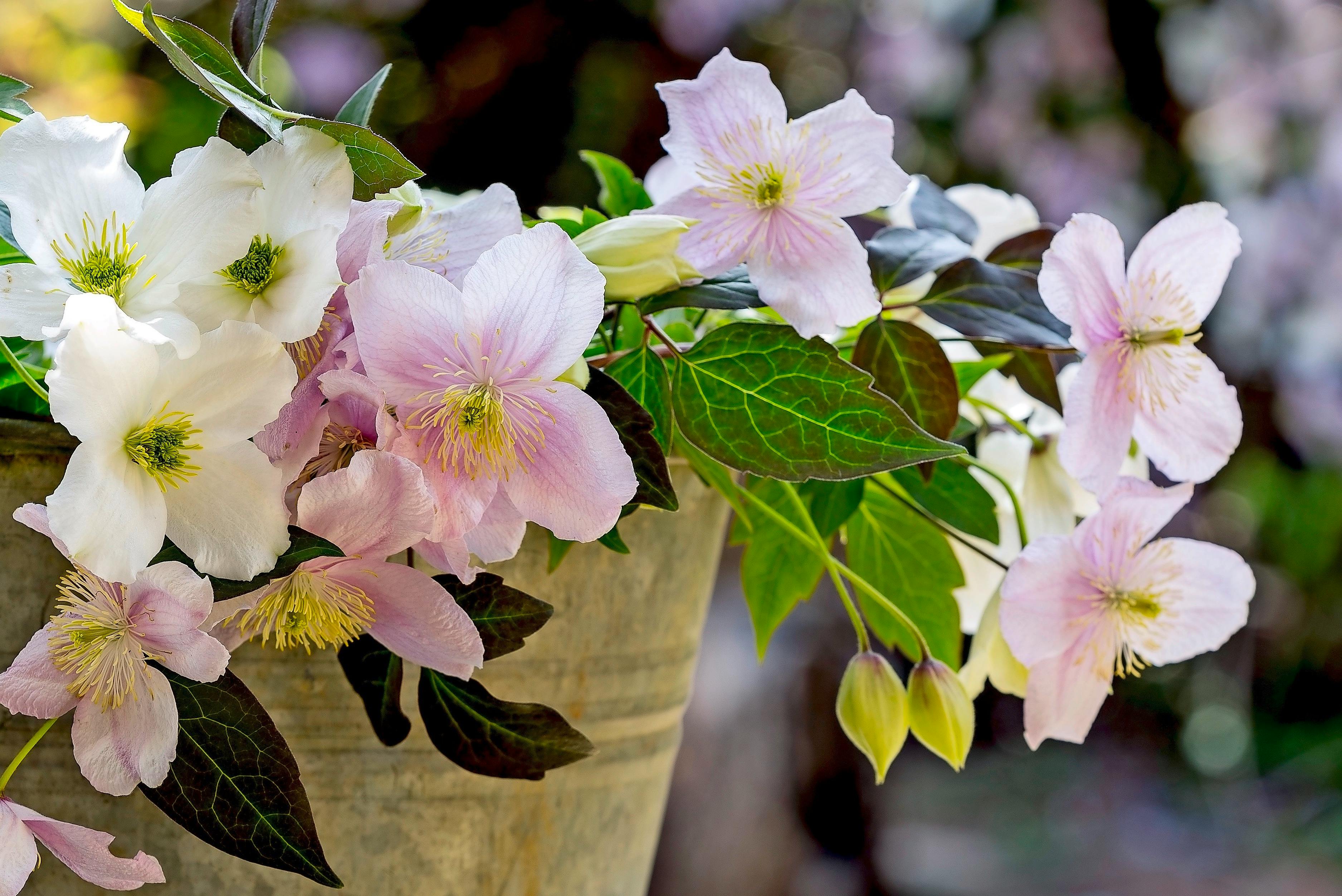 Garden inspiration: Decorating with clematis flowers | %%channel_name%%