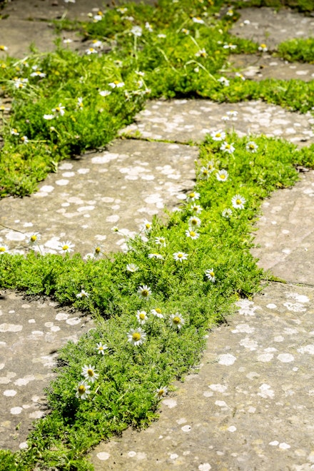 A fragrant chamomile terrace | Landscape