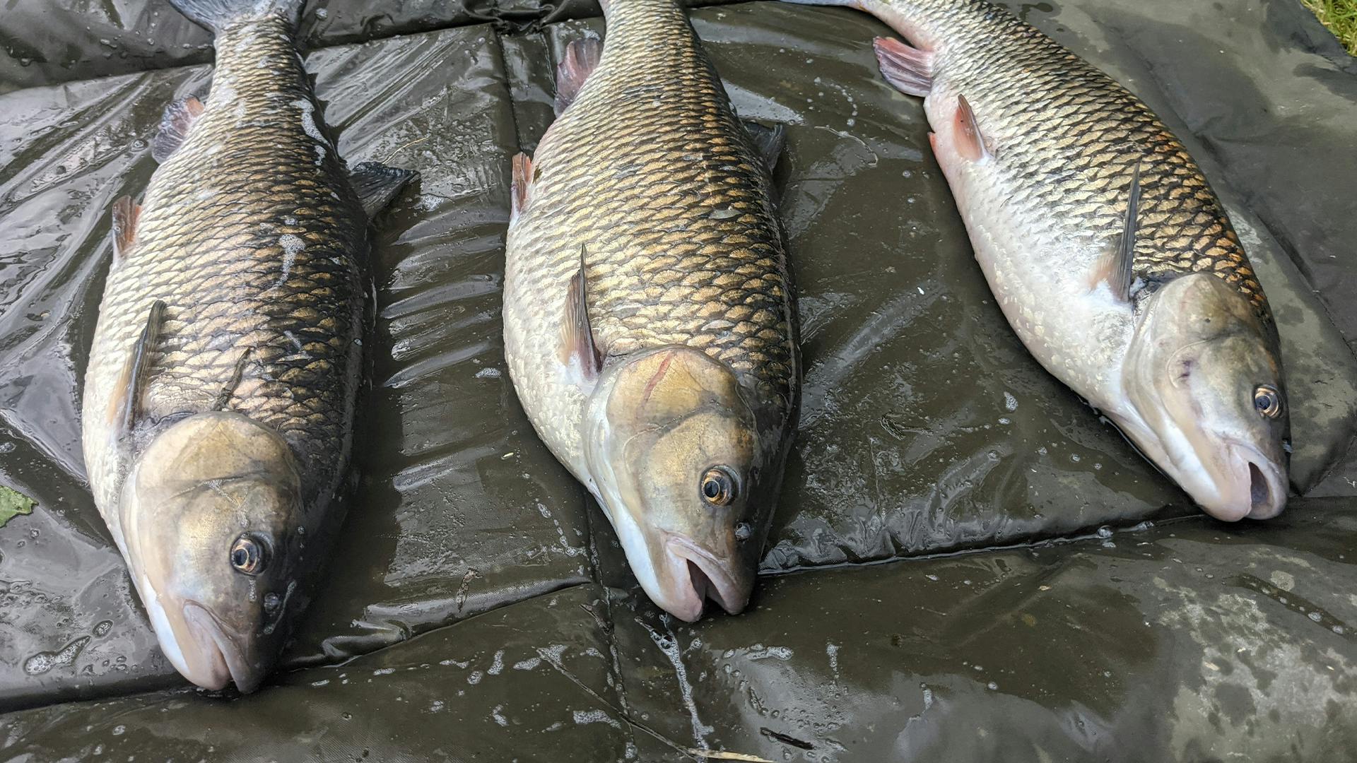 Angler catches three 7lb-plus chub in his work lunch hour | Angling Times